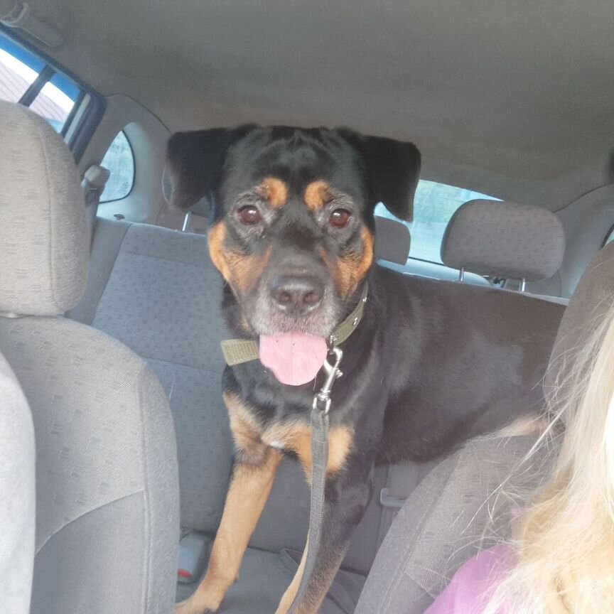 Отдам в хорошие руки собаку