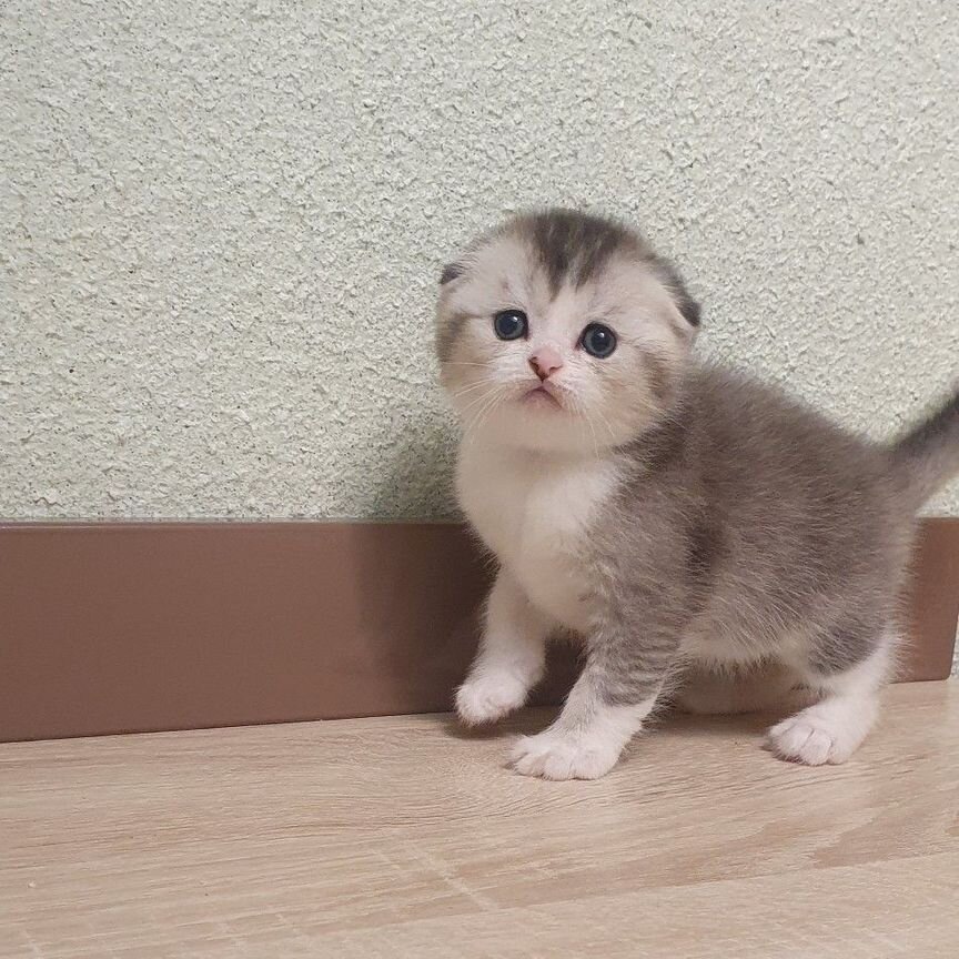 Шотландские вислоухие котята