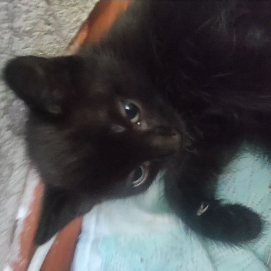 Котёнок в добрые руки