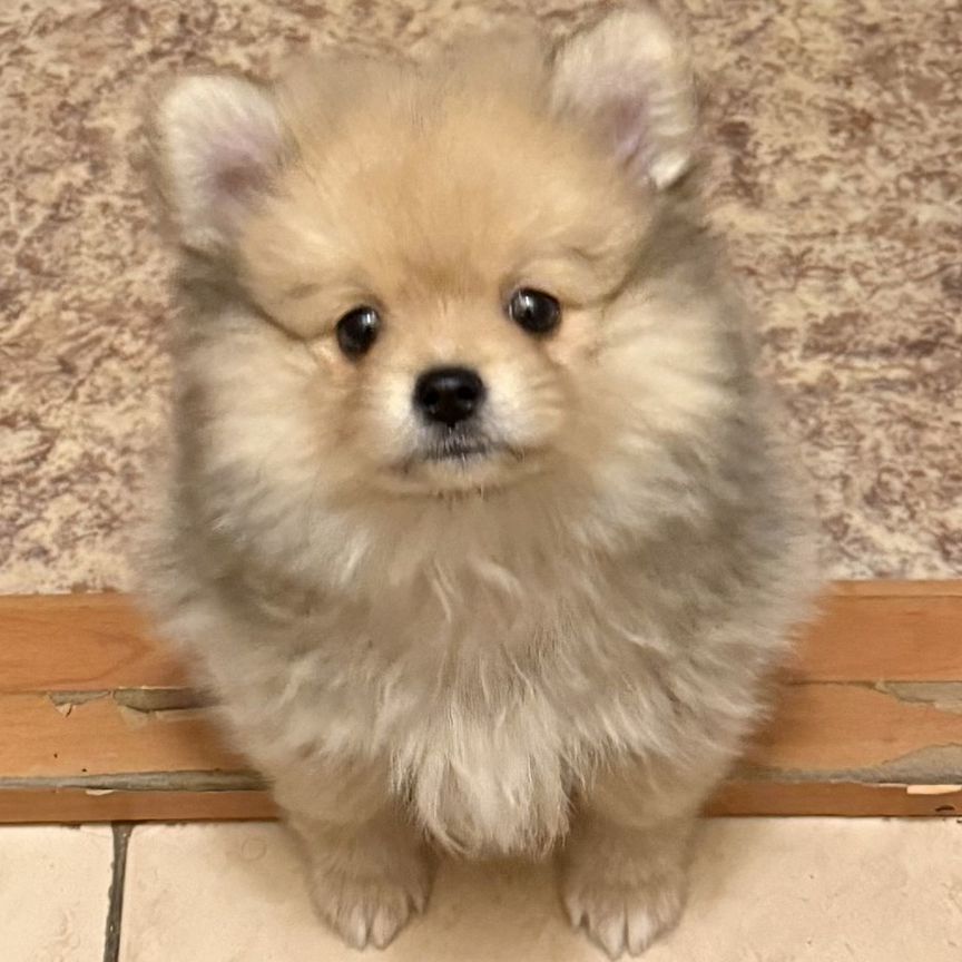 Немецкий шпиц, щенок