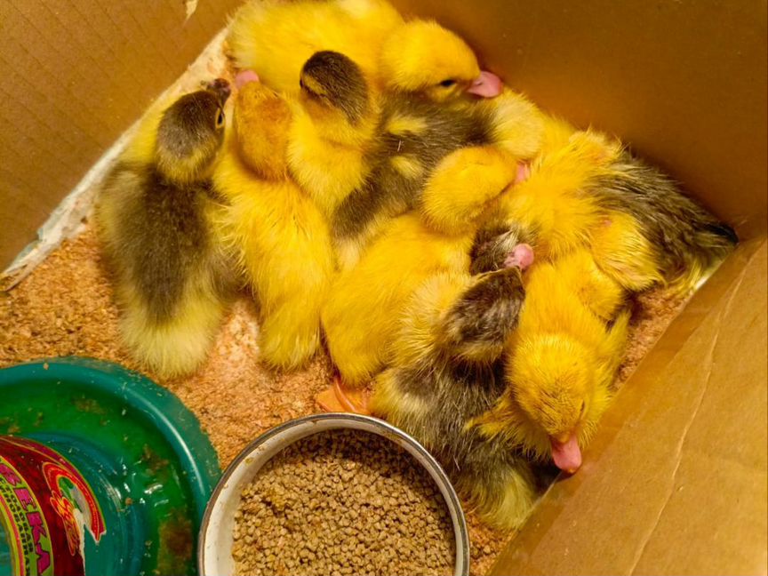 Индоутка мускусная утята