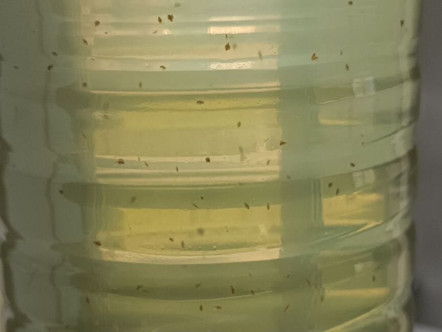 Дафния живая