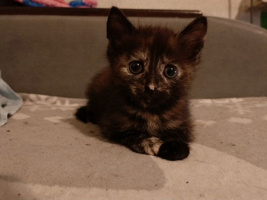 Кошечка, сидит ждет тебя