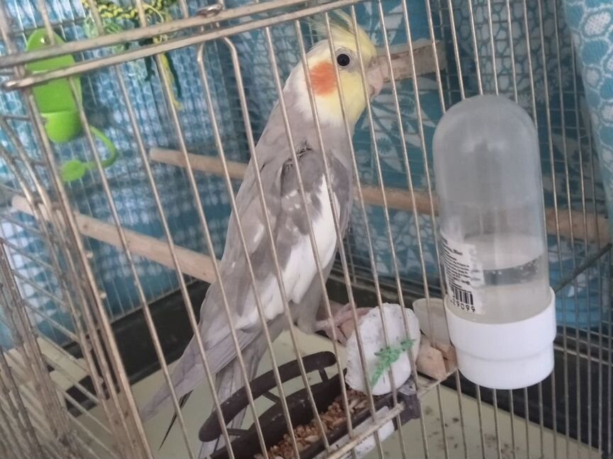 Продам попугая с клеткой