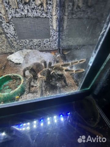 Паук птицеед