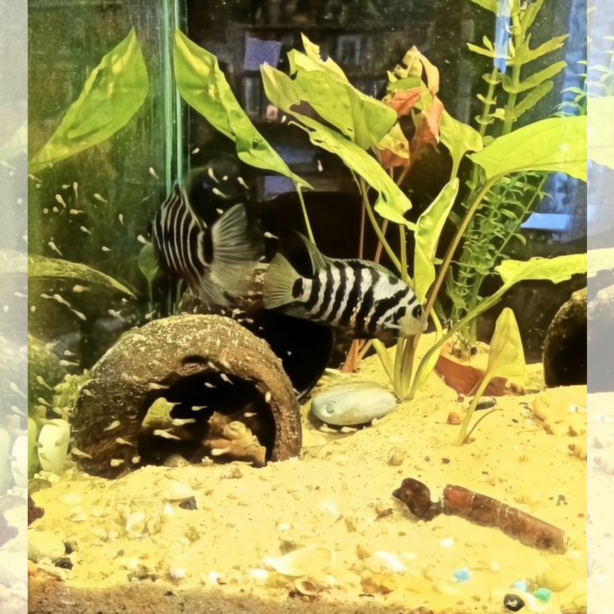 Аквариумные Рыбки цихлиды в москве