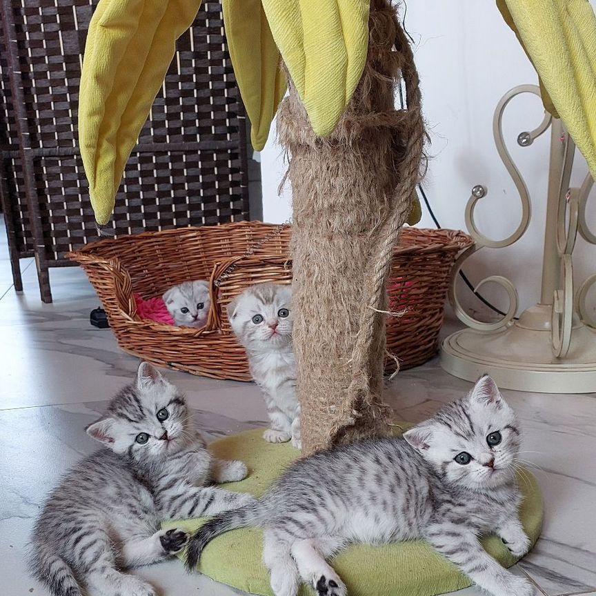 Шотландские котята