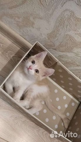 Солнечный котенок-девочка.,3 месяца