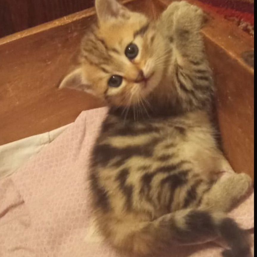 Бенгальская помесь