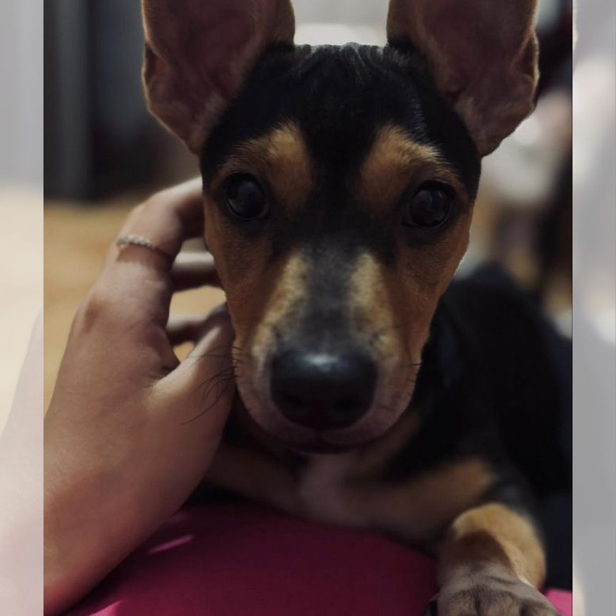 Русский той-терьер, щенок