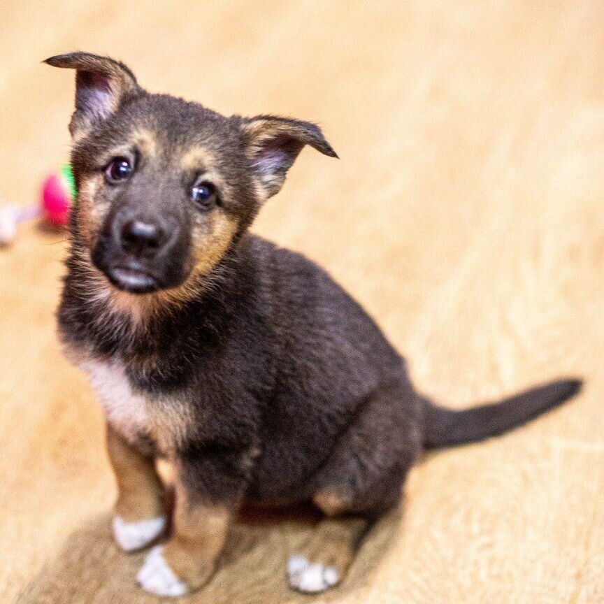Лапочка Джуди - лучший компаньон и охранник
