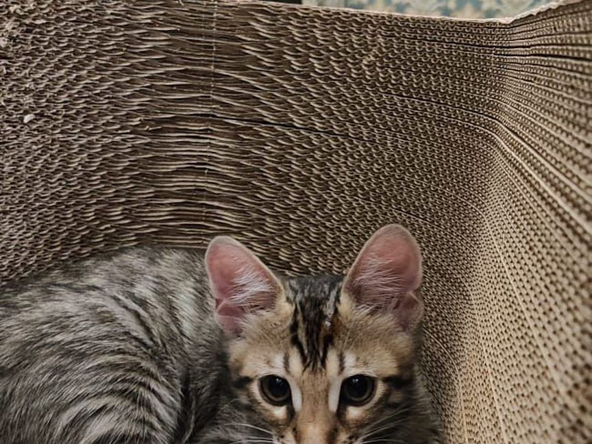 Котята бенгальские метисы