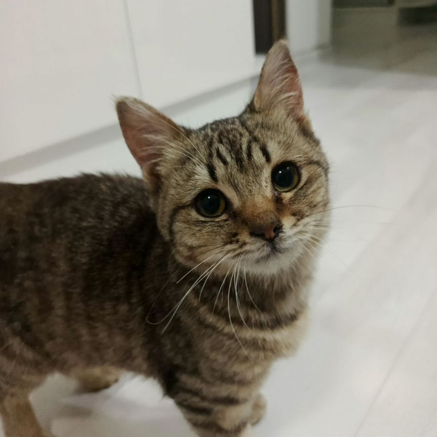 Отдам бесплатно котенка, около 4-5 месяцев