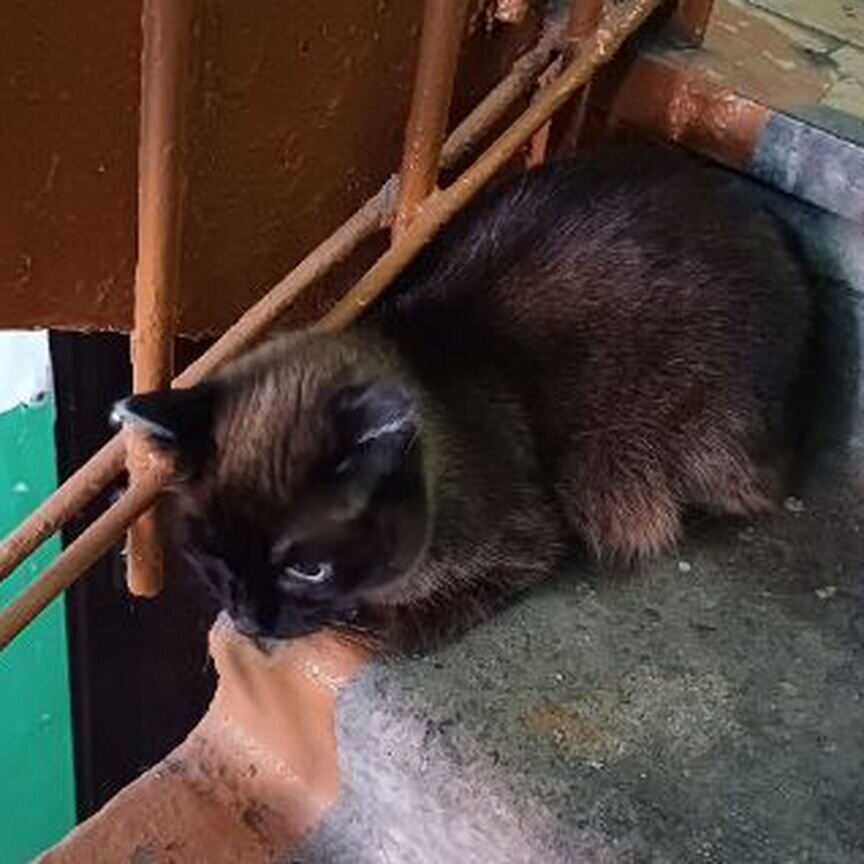 Взрослый кот в добрые руки