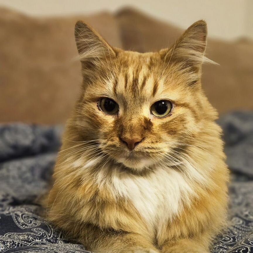 Рыжий кот в добрые руки