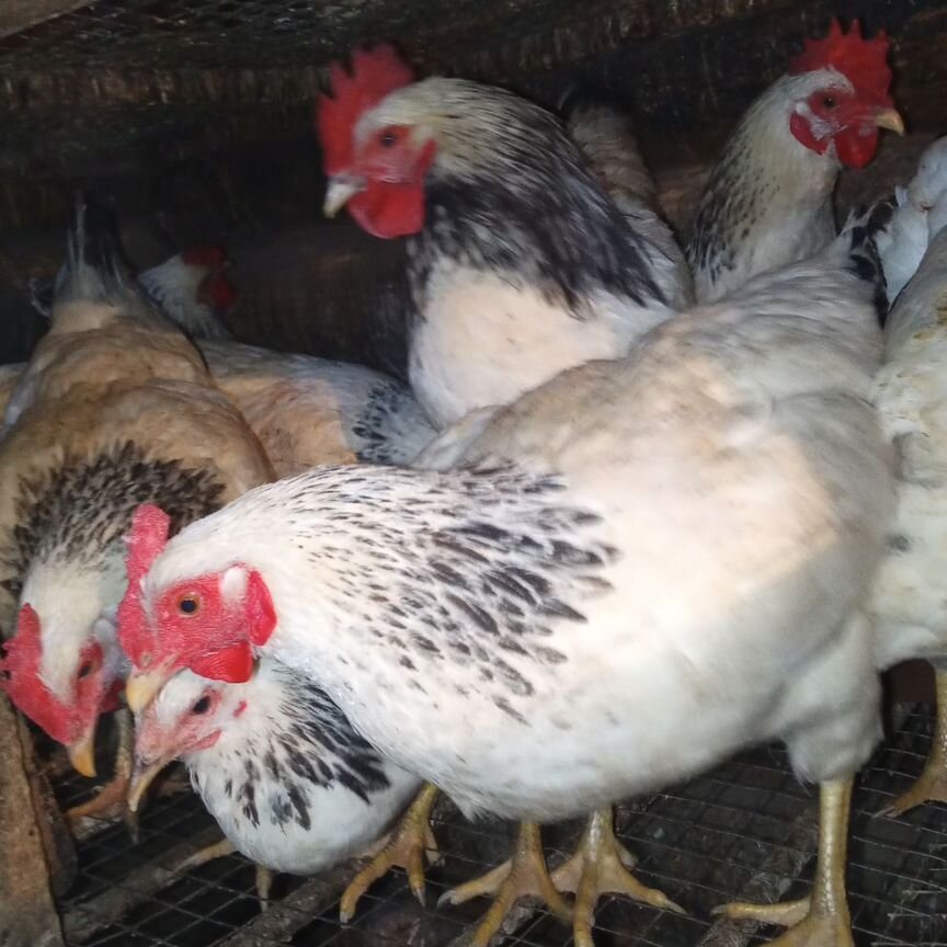 Адлерская Серебристая(инкубационное яйцо цыплята)