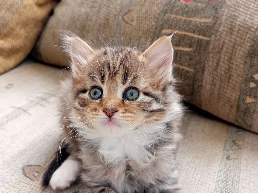 Котята мейн-кун