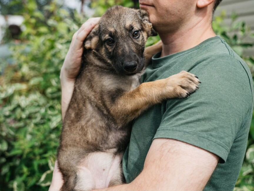 Щенок Яра в дар