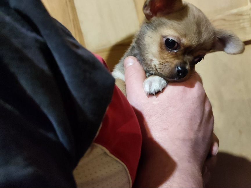 Чихуахуа мальчик привит