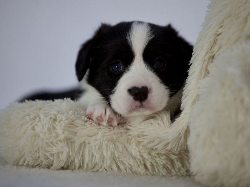 Вельш-корги кардиган. Щенки для резерва