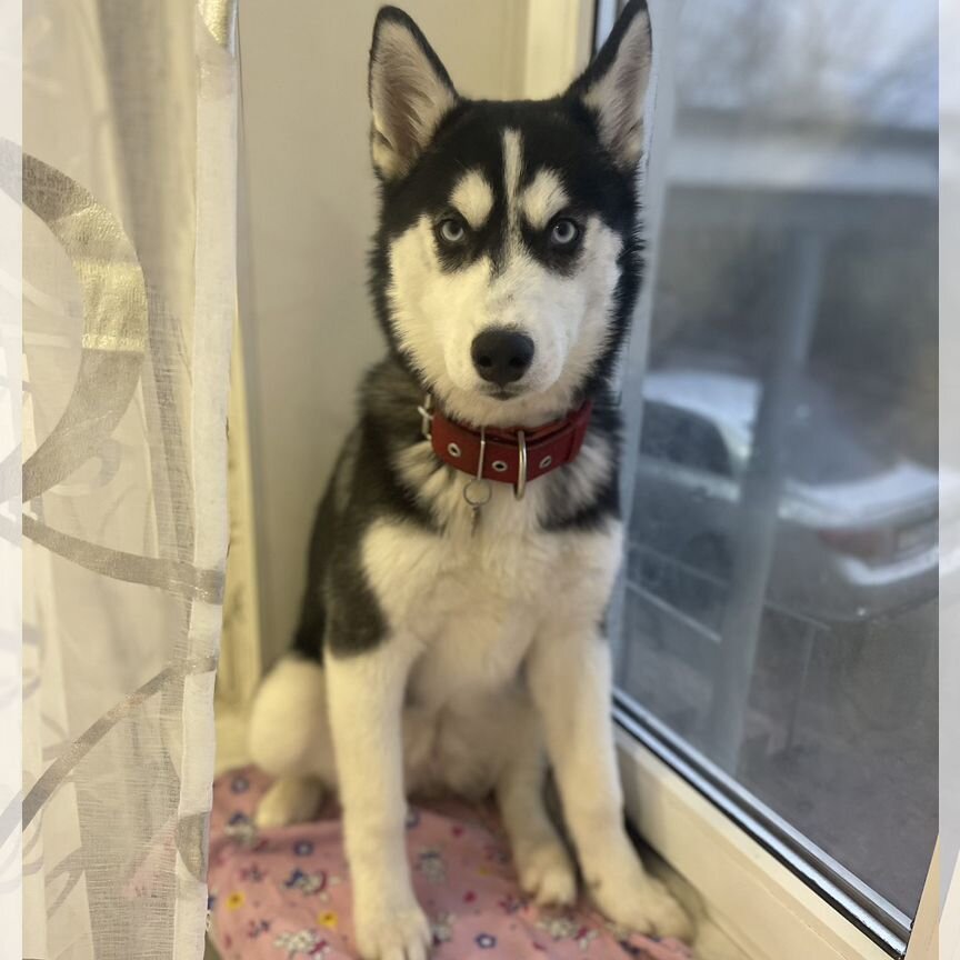 Сибирский хаски, щенок