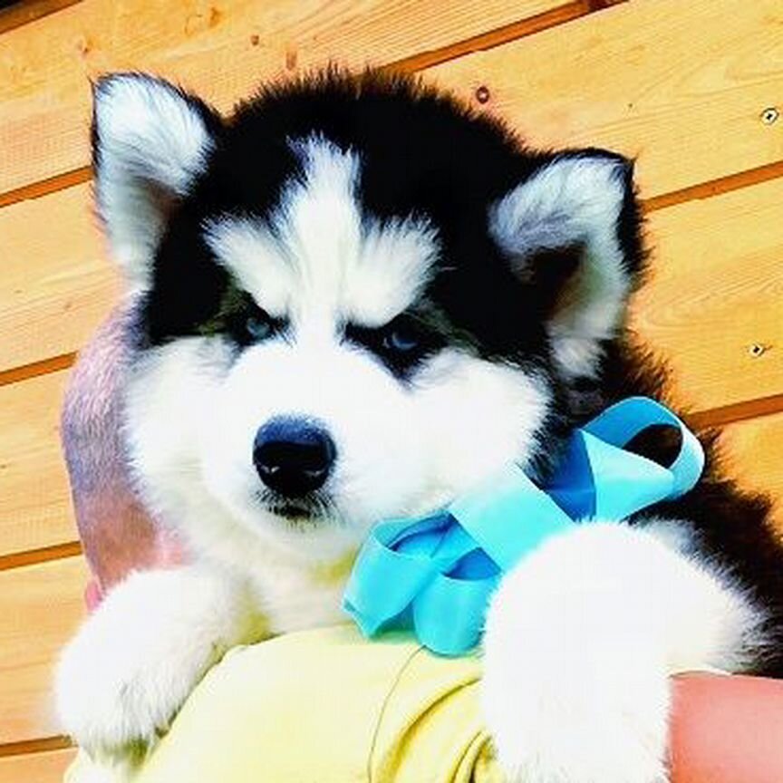 Великолепные хаси