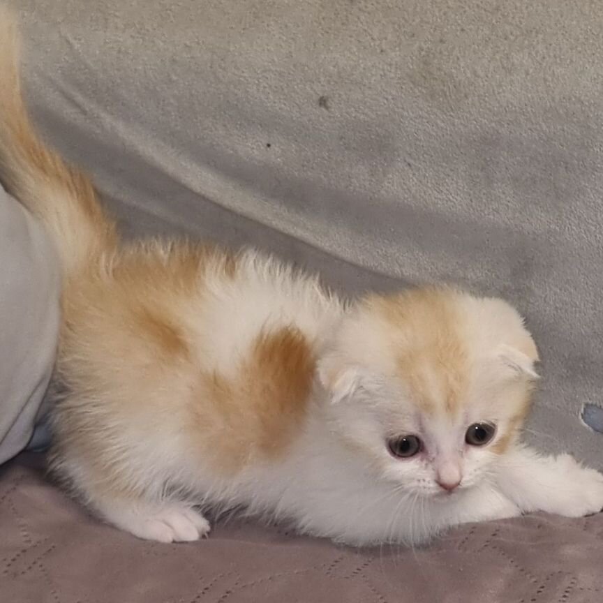 Шотландский вислоухий короткошёрстный котёнок