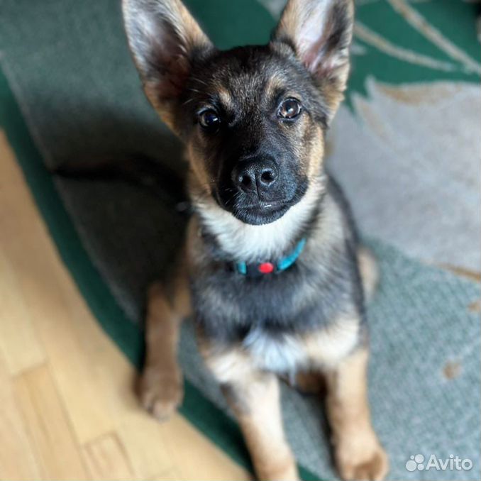 Самый удивителтный щенок в добрые руки