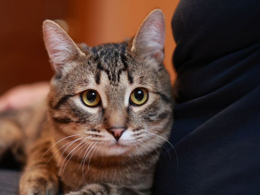 Котик чудный шпротик в добрые руки