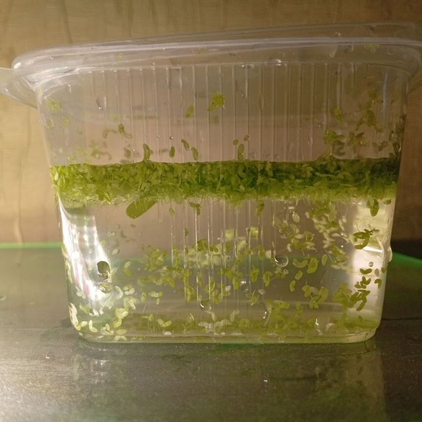 Ряска для аквариума