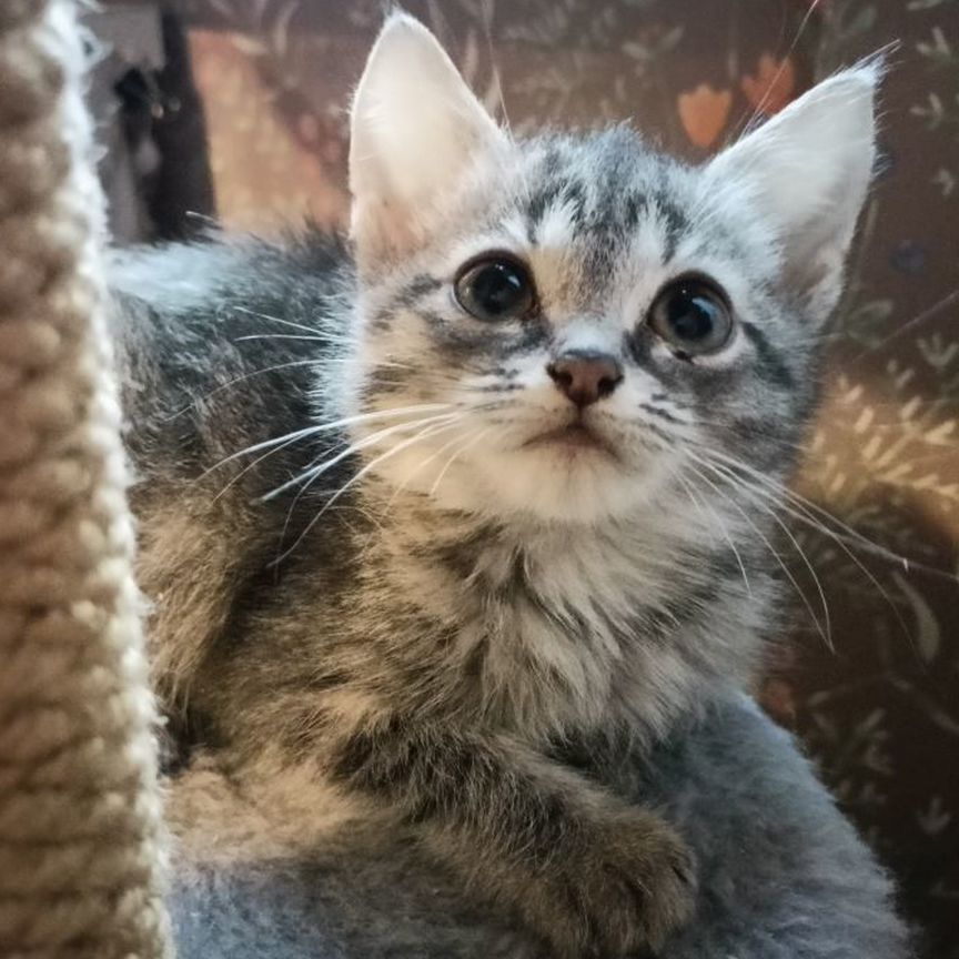 Котенок девочка 1,5-2 мес