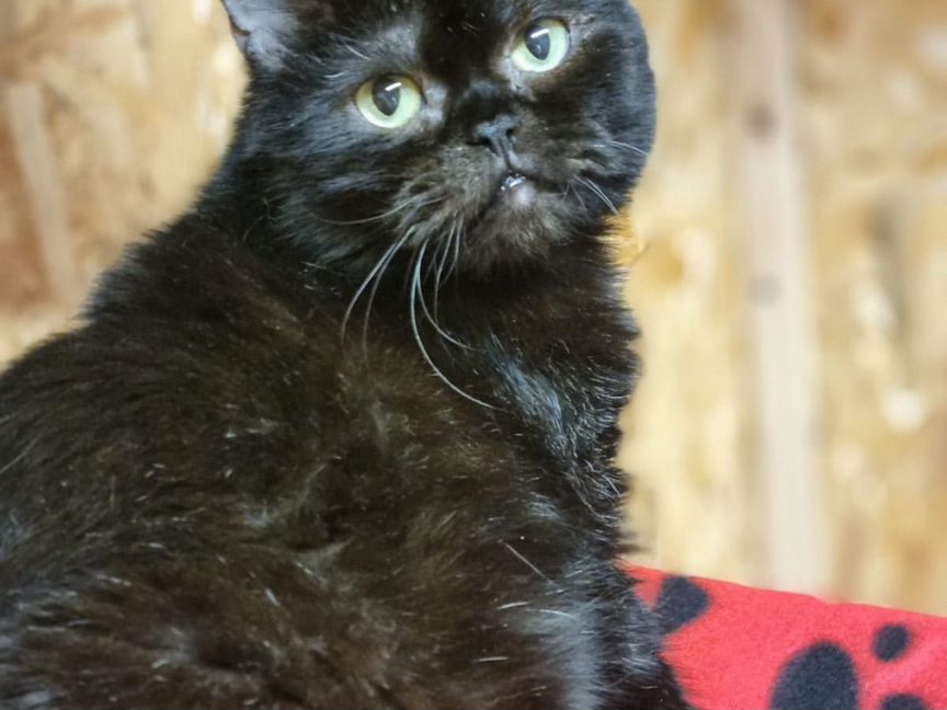 Кошка Кобра бывшедомашняя девочка ищет Дом