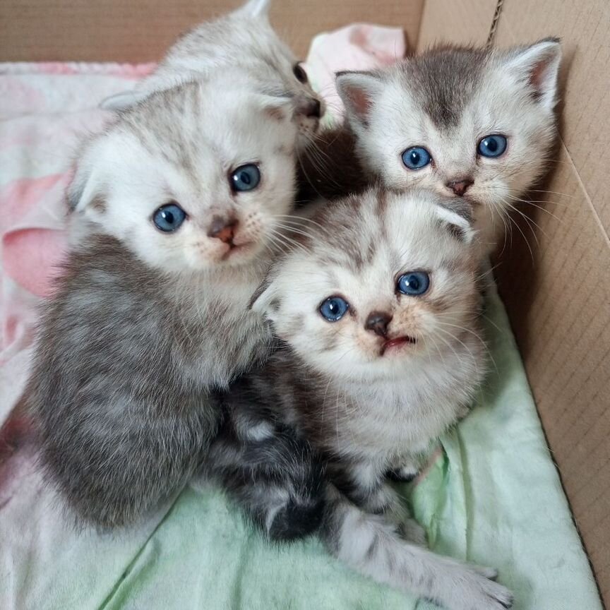 Шотландский вислоухий короткошёрстный котёнок