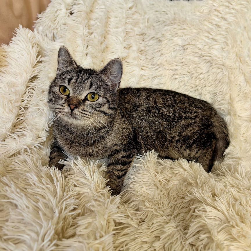 Кошечка