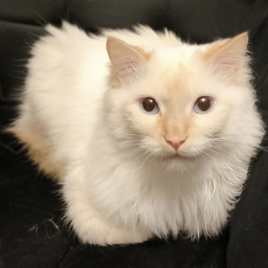 Возьмите из приюта