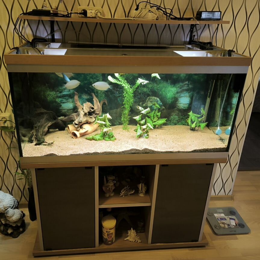 Аквариумные рыбки гурами и сом L168