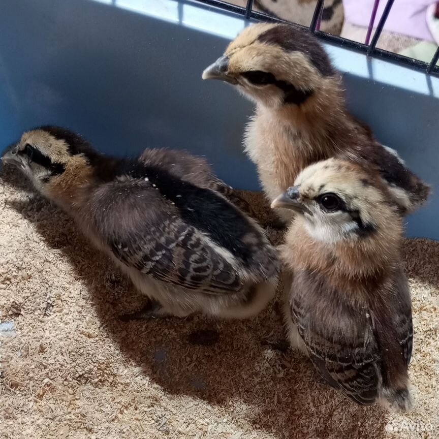 Бентамки индоутка