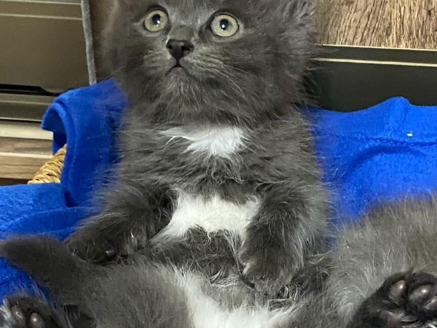 Котята