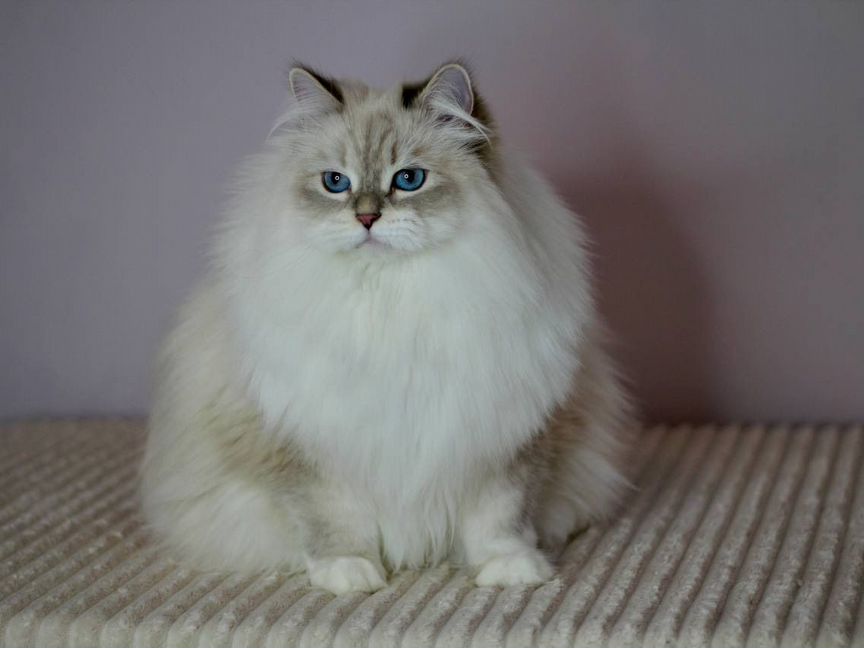 Невская маскарадная