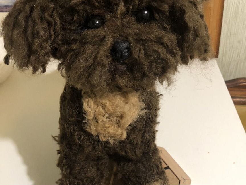 Той-пудель реалистичный