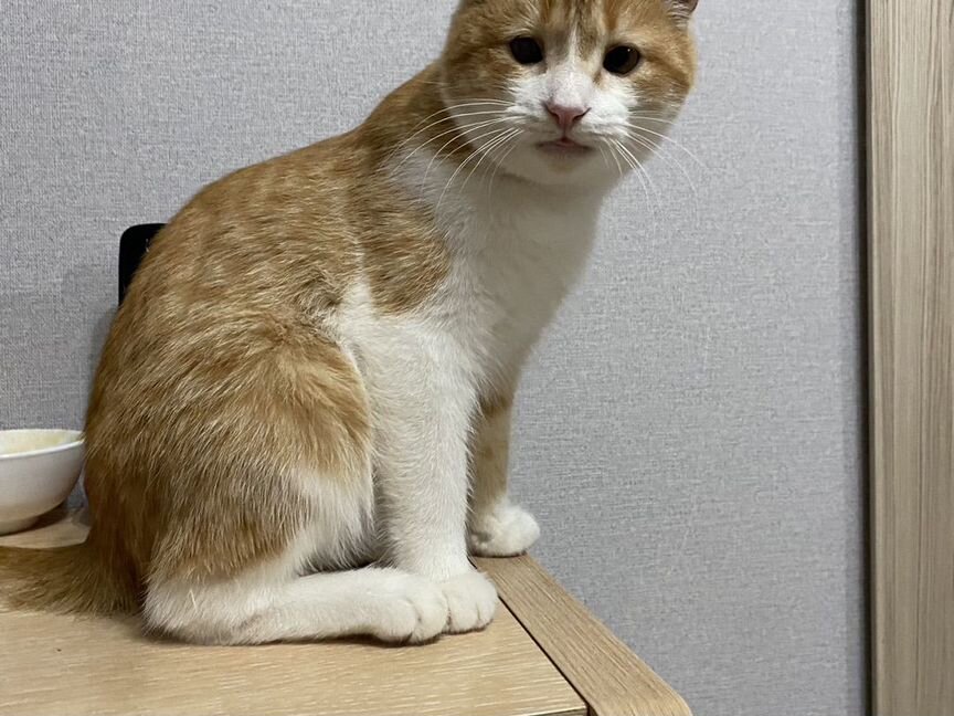 Отдам кота в добрые руки