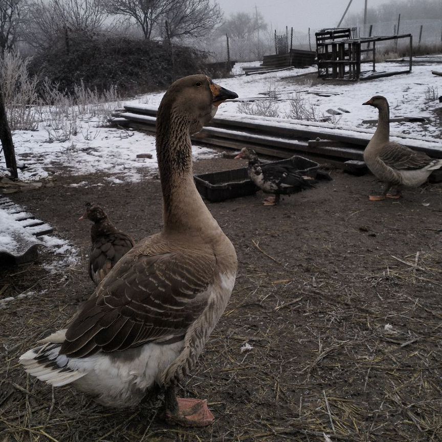 Гусь на племя