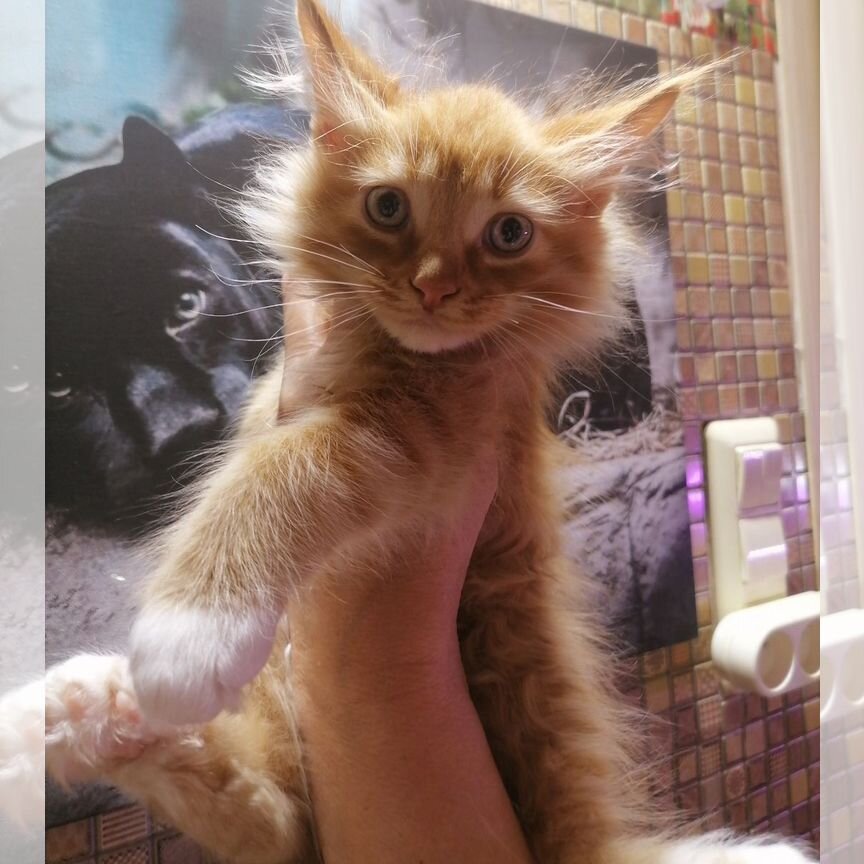 Мейн-кун котёнок