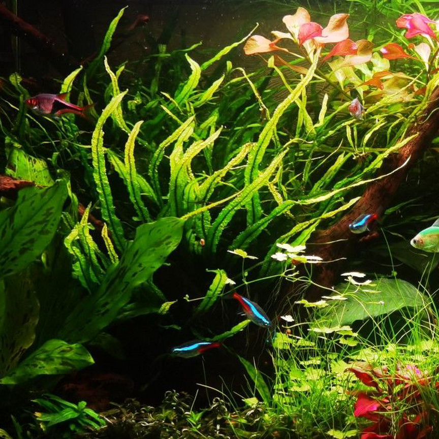 Аквариумные растения