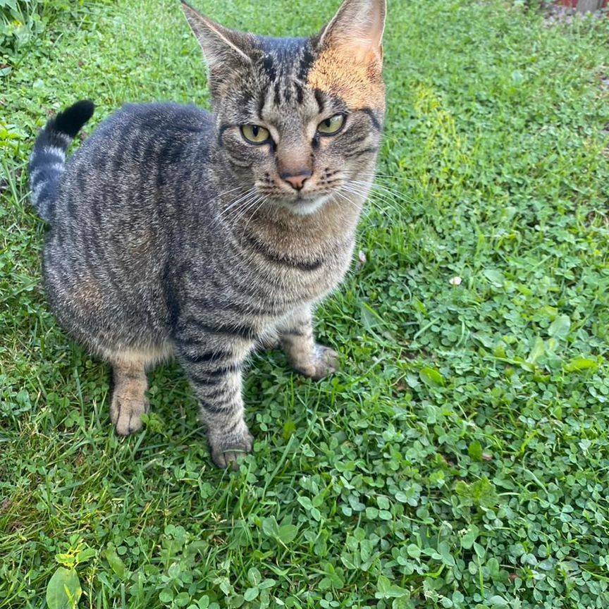 Котенок