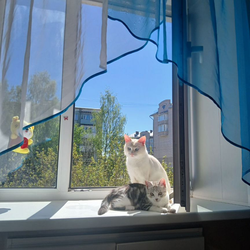 Коты