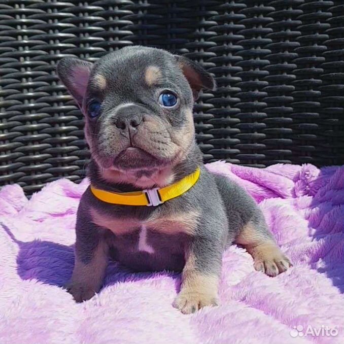 Лиловая девочка французик