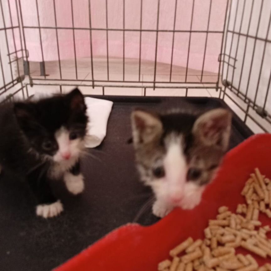 Котята в добрые руки бесплатно