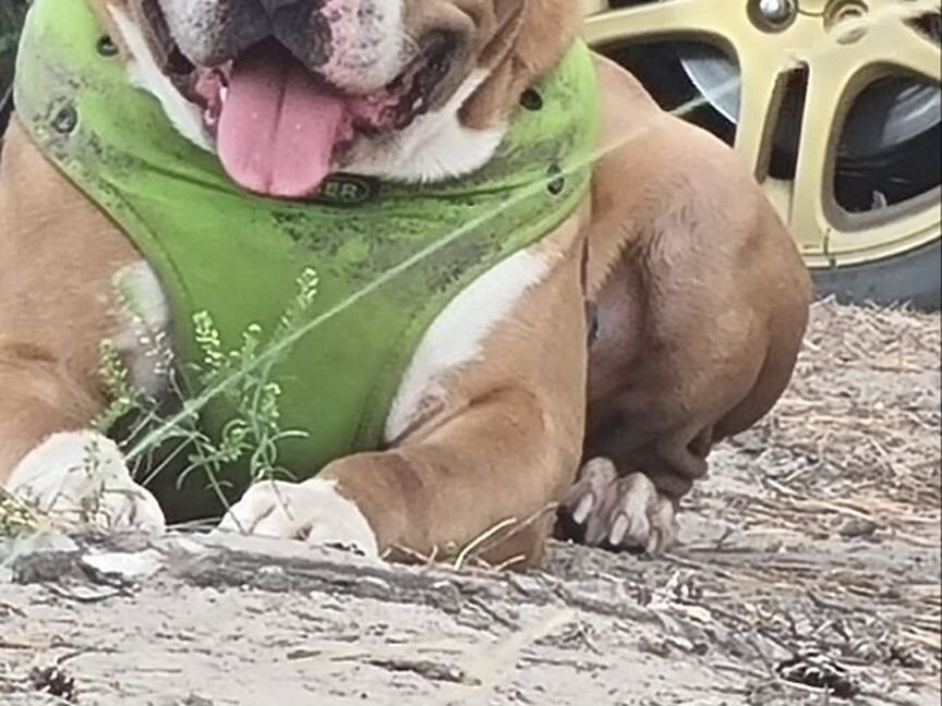 Стаффордширский терьер в добрые руки