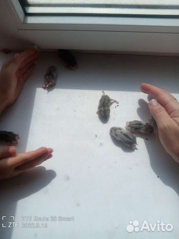 Джунгарские хомяки